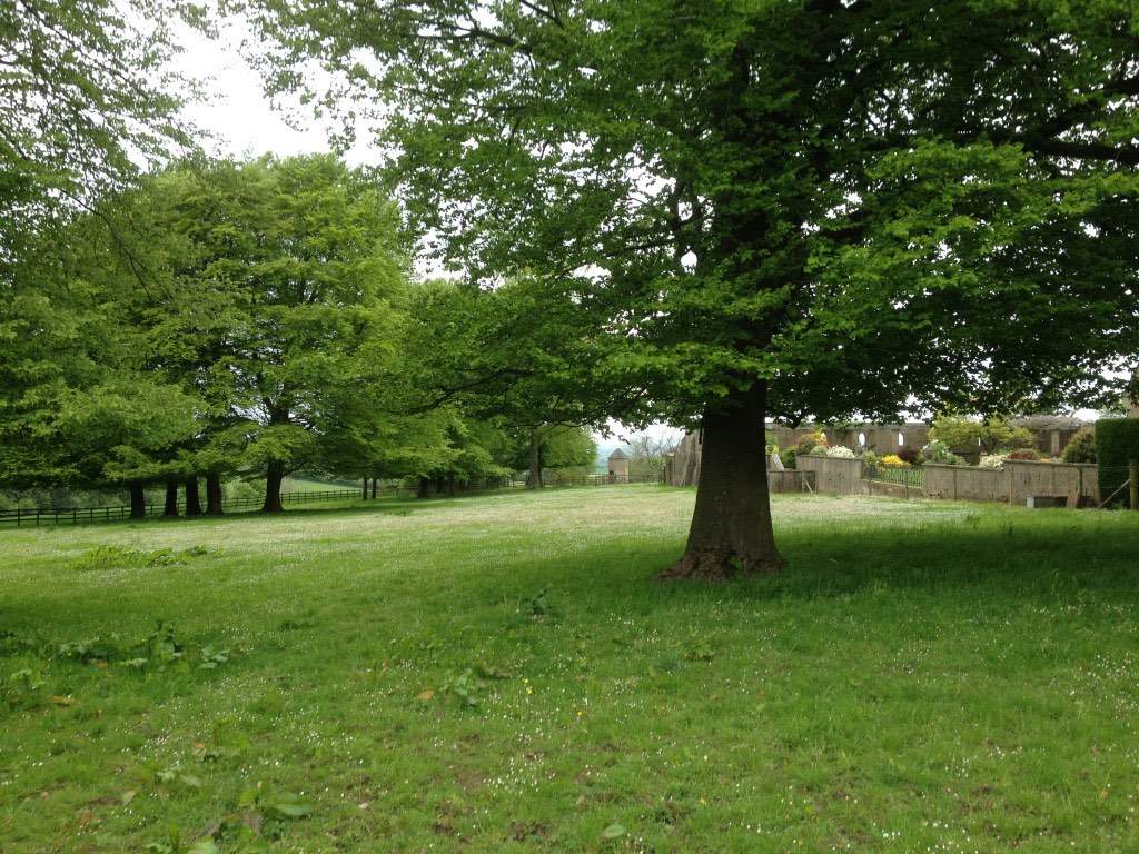 park trees - A Foot In The Chilterns